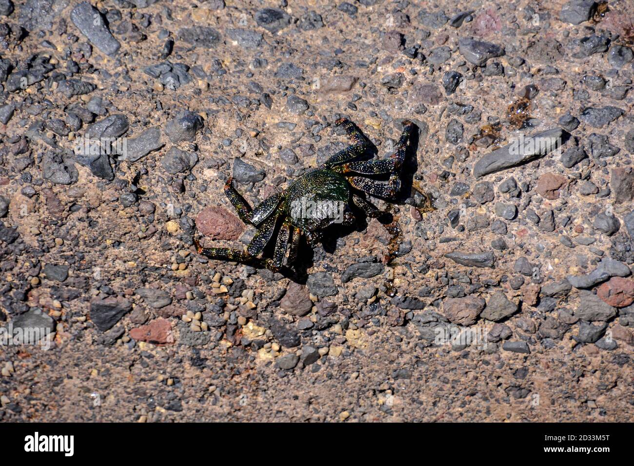 Sea animal red crab Stock Photo - Alamy