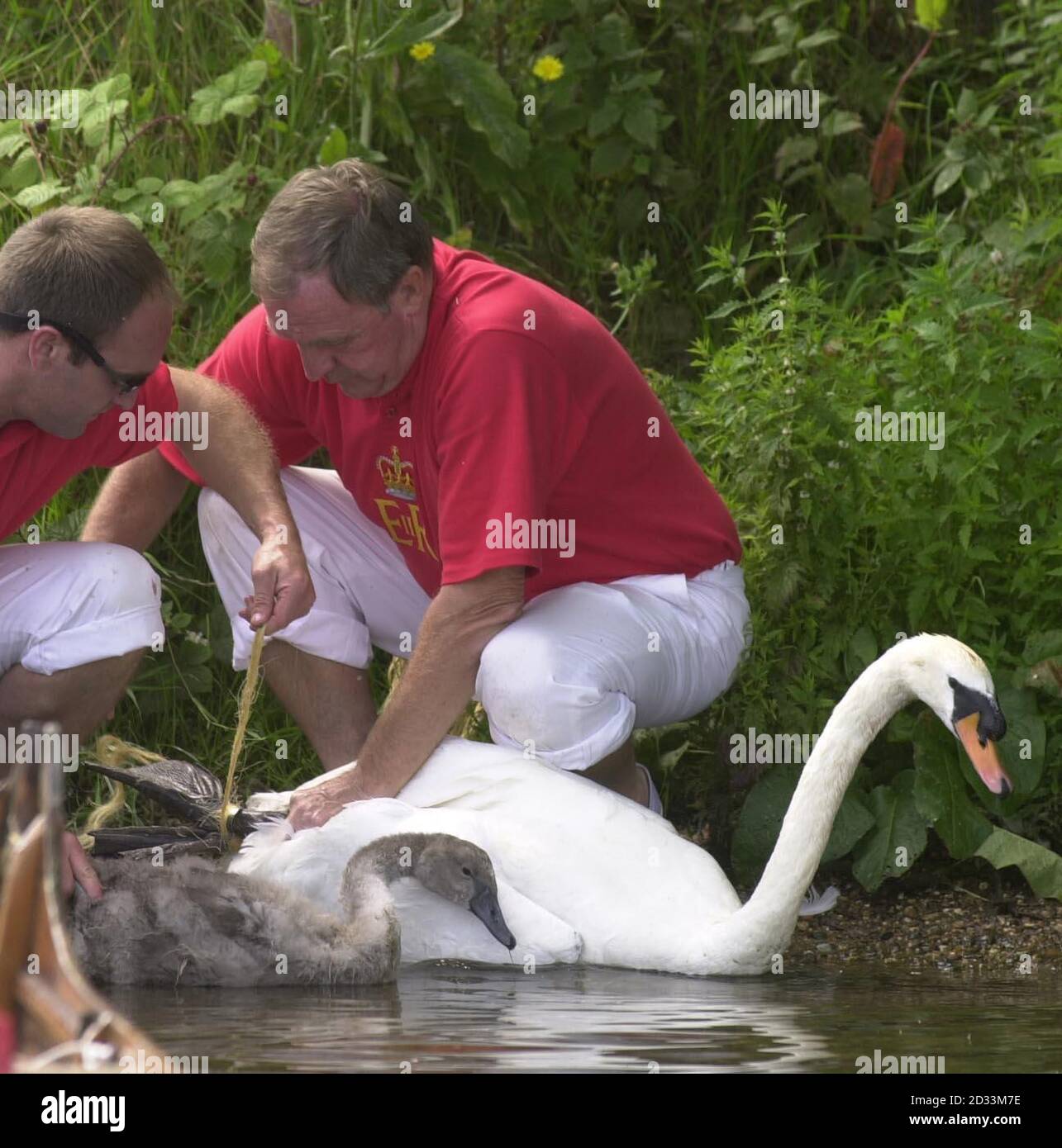 The annual census of swans gets underway on the River Thames, London ...