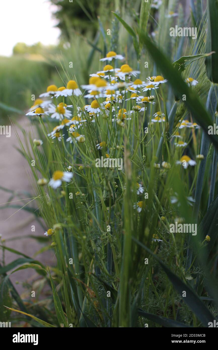 Spring camomile hi-res stock photography and images - Alamy