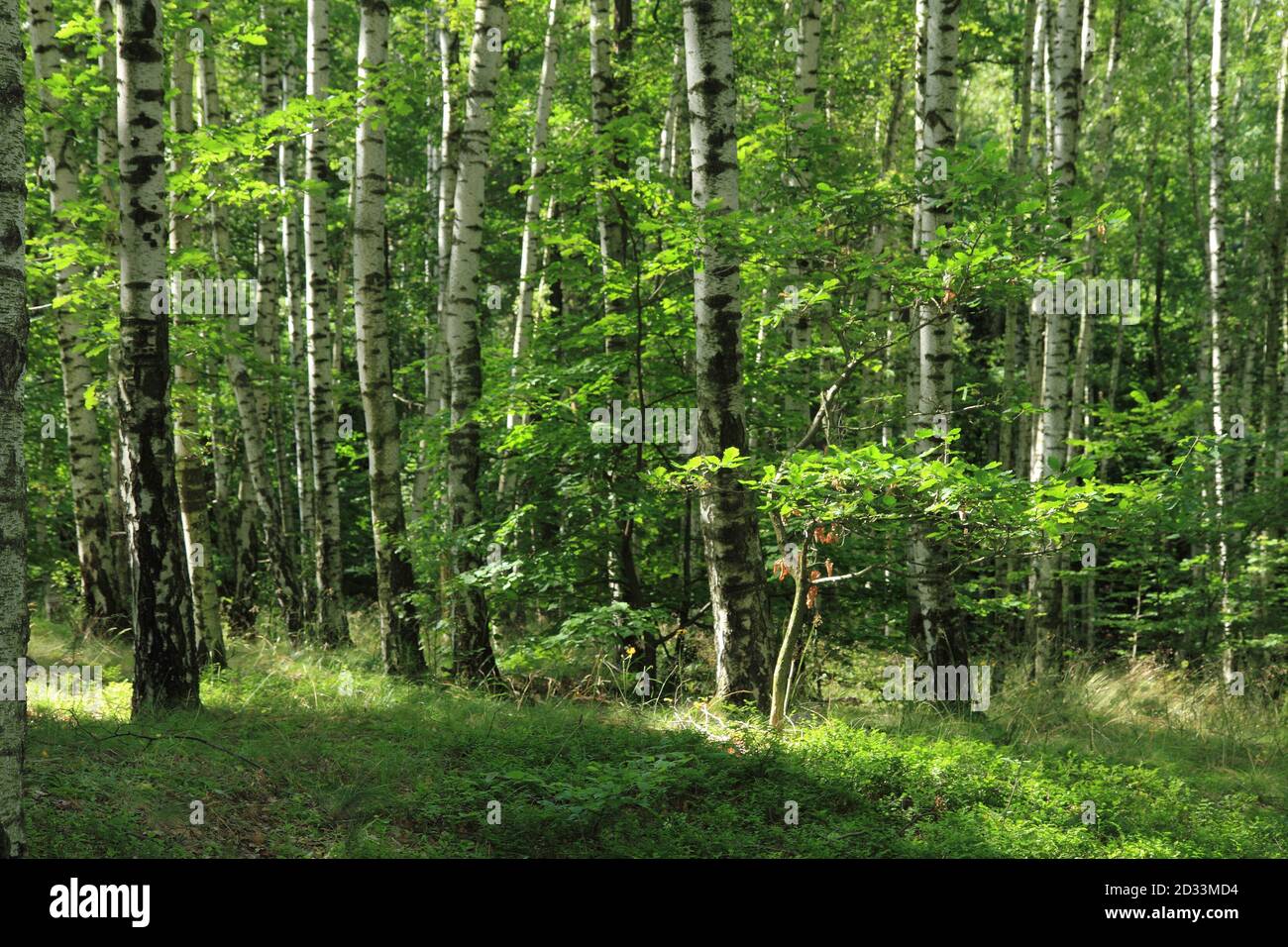 small birch forest from the czech republic Stock Photo - Alamy