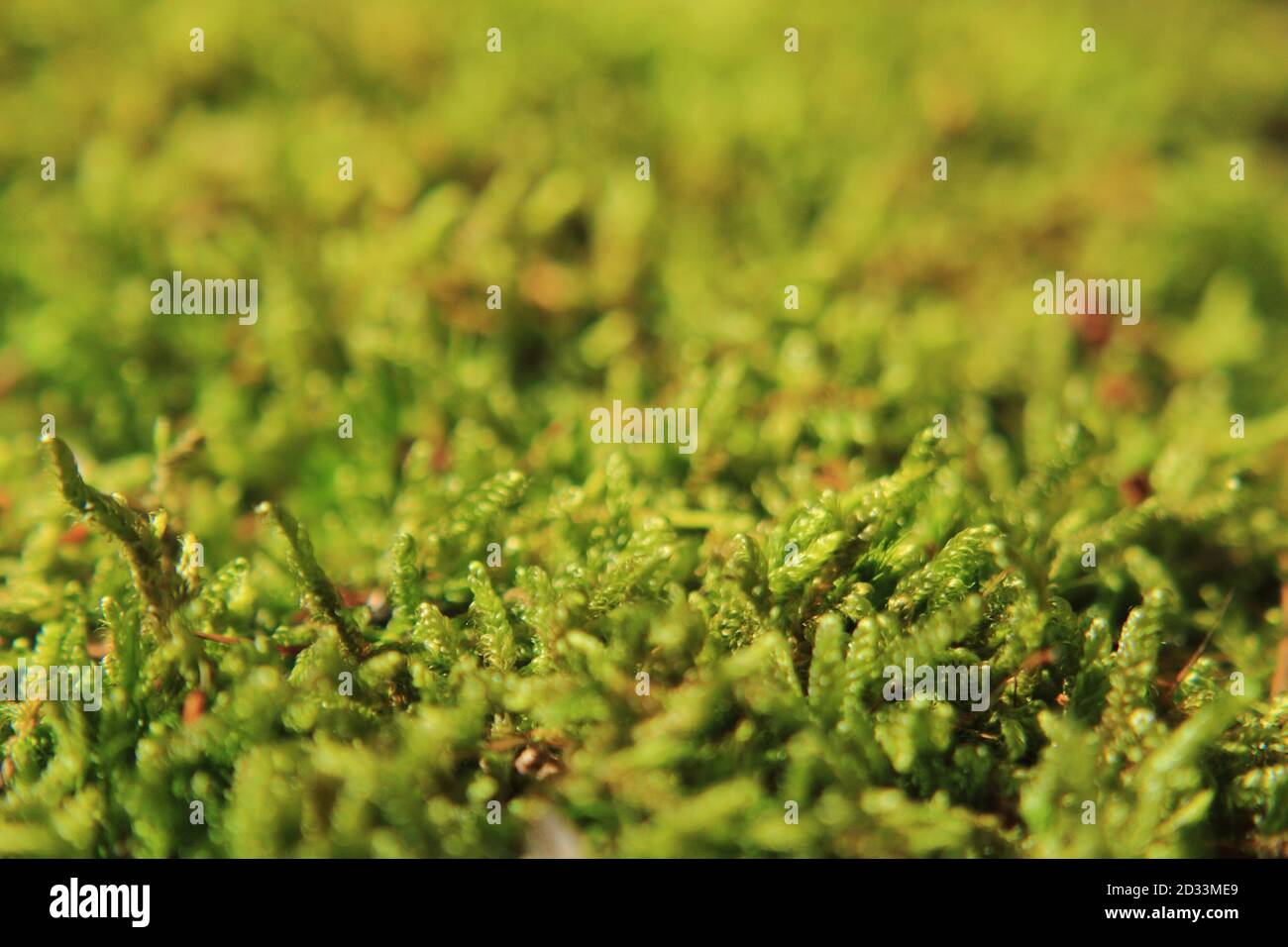 green moss texture as nice natural background Stock Photo - Alamy