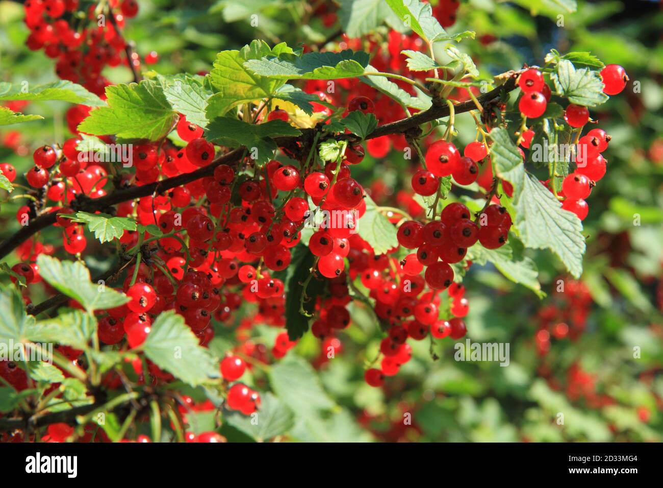 red currant plant with fruits as nice natural background Stock Photo ...