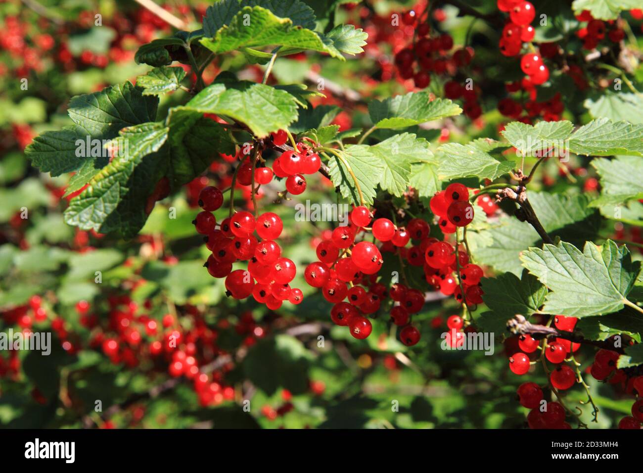 red currant plant with fruits as nice natural background Stock Photo ...
