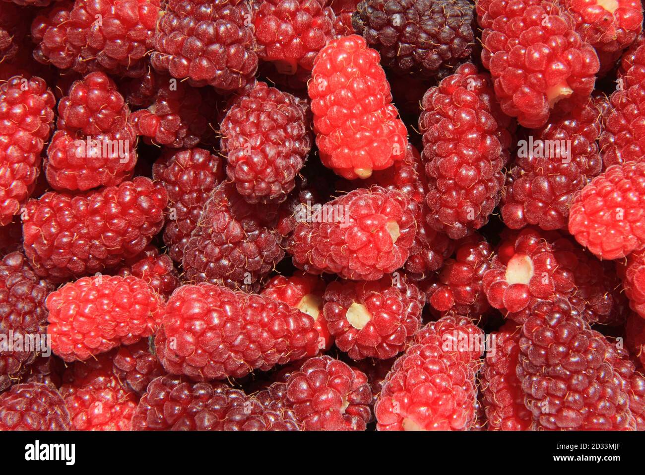 big red raspberries as nice natural food background Stock Photo - Alamy