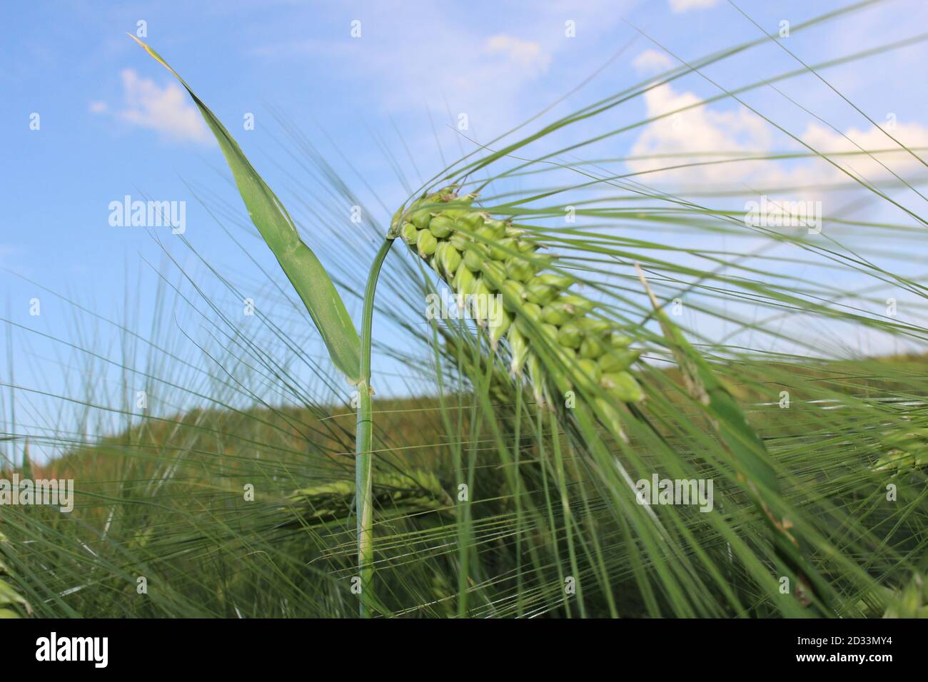 Plants barley hi-res stock photography and images - Alamy
