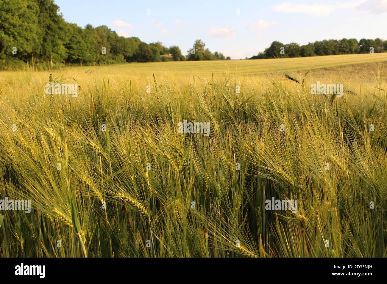 Field with barley plants hi-res stock photography and images - Alamy