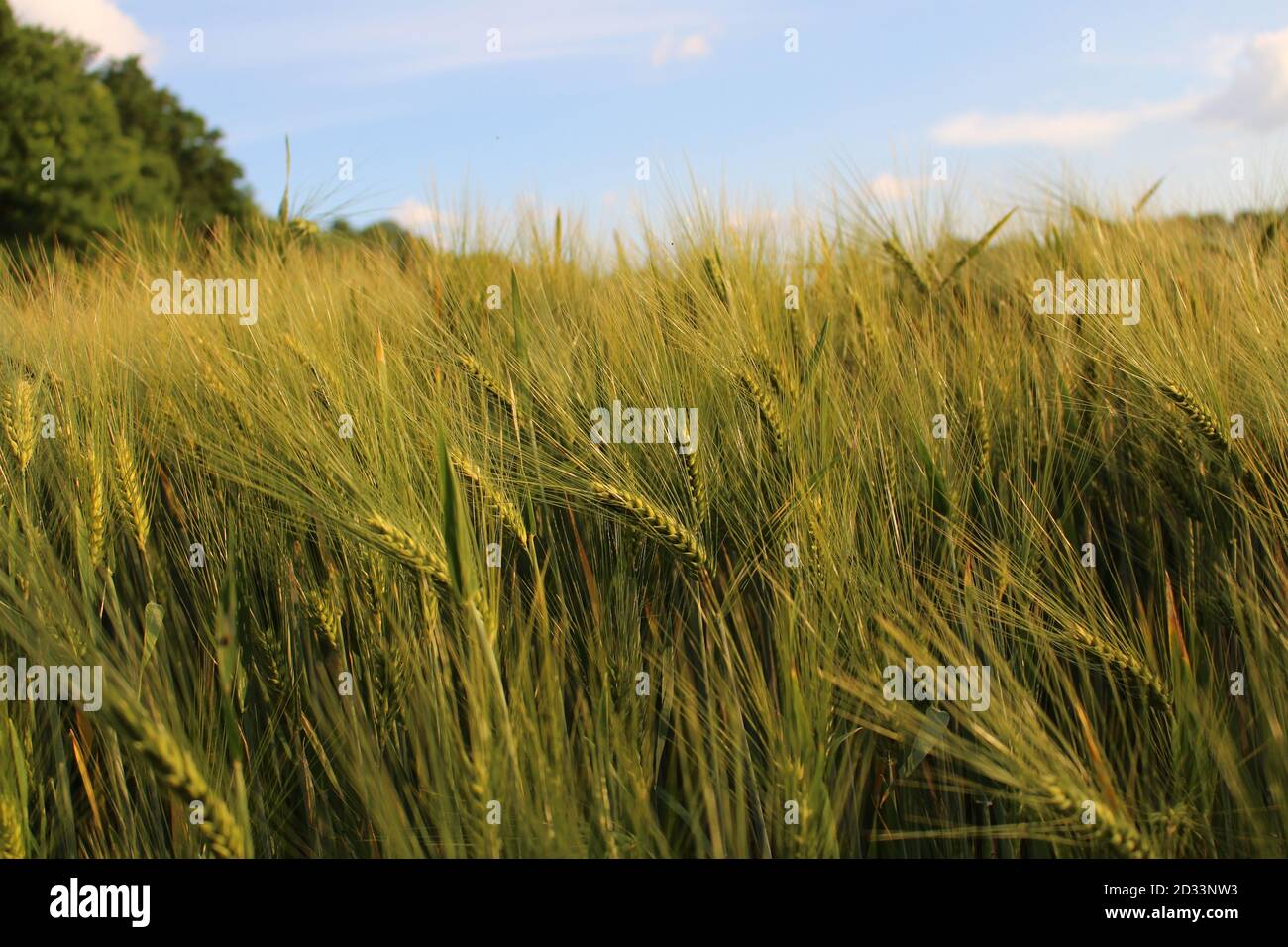 A barley field Stock Photo - Alamy