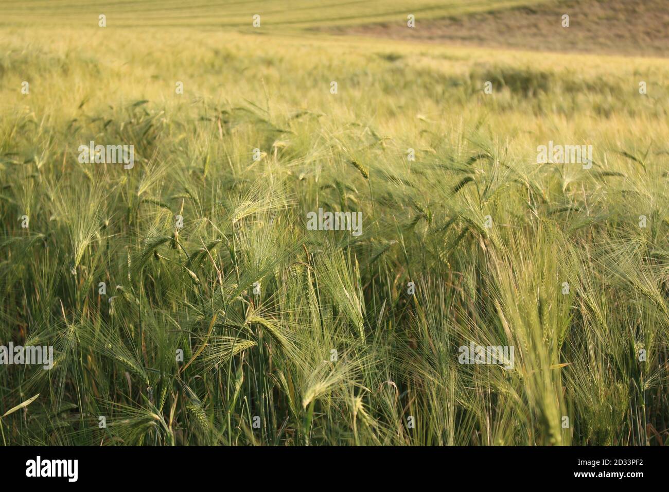 A barley field Stock Photo - Alamy