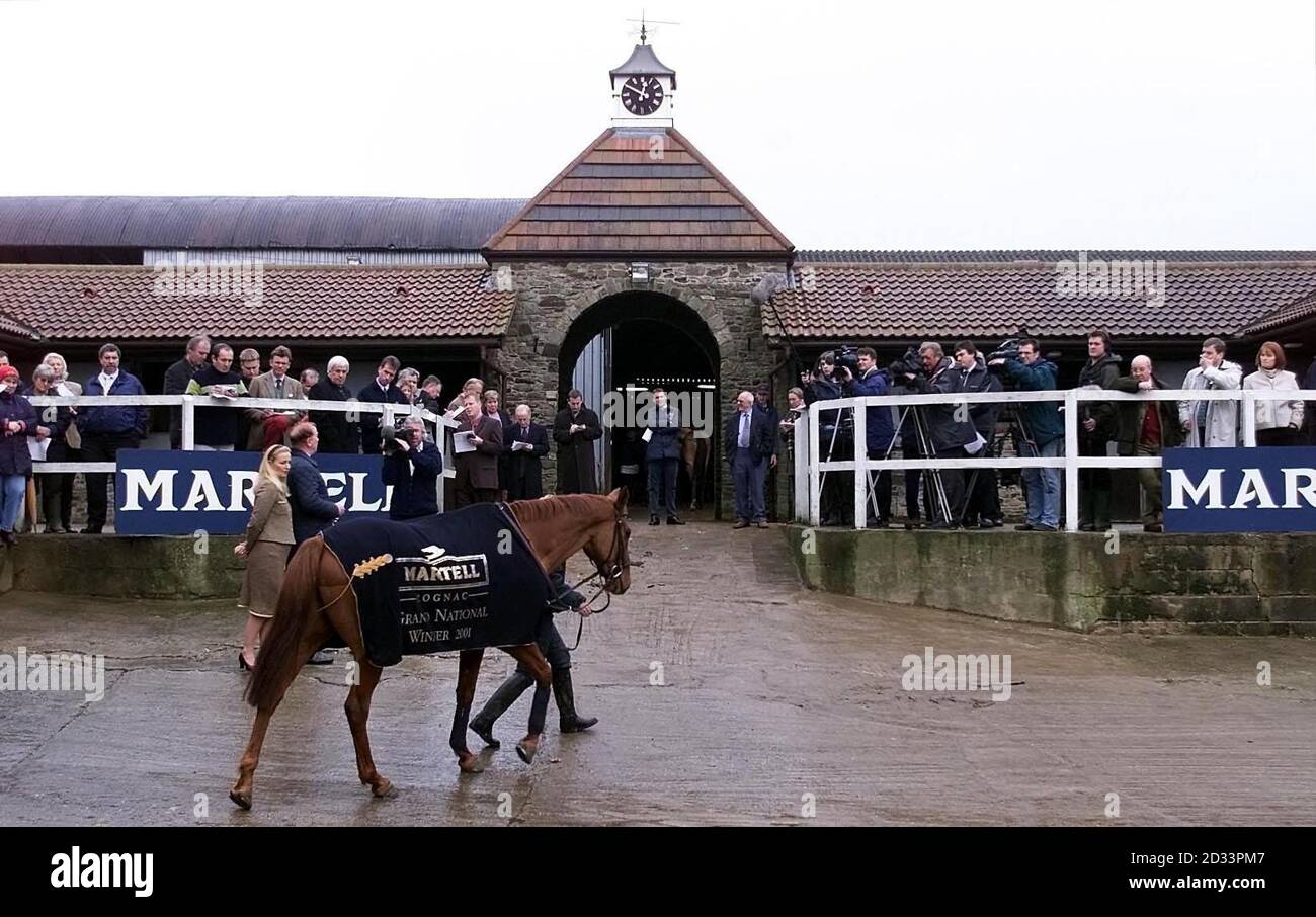 Grand National winning horse Red Marauder is paraded to the press at an ...