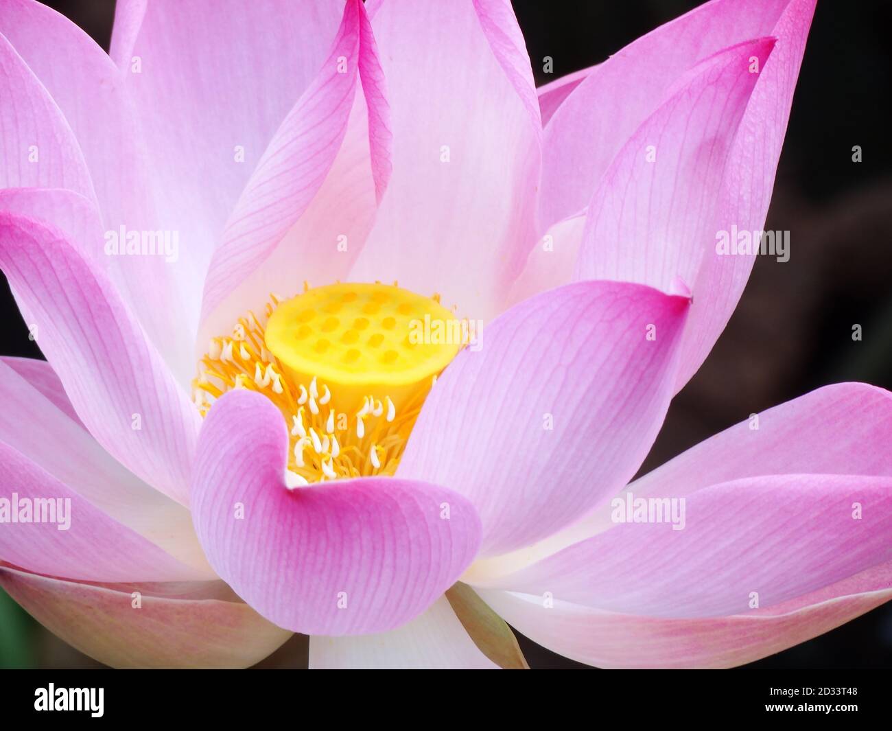 Lotus is the water plant. It has broad floating leaves and bright ...