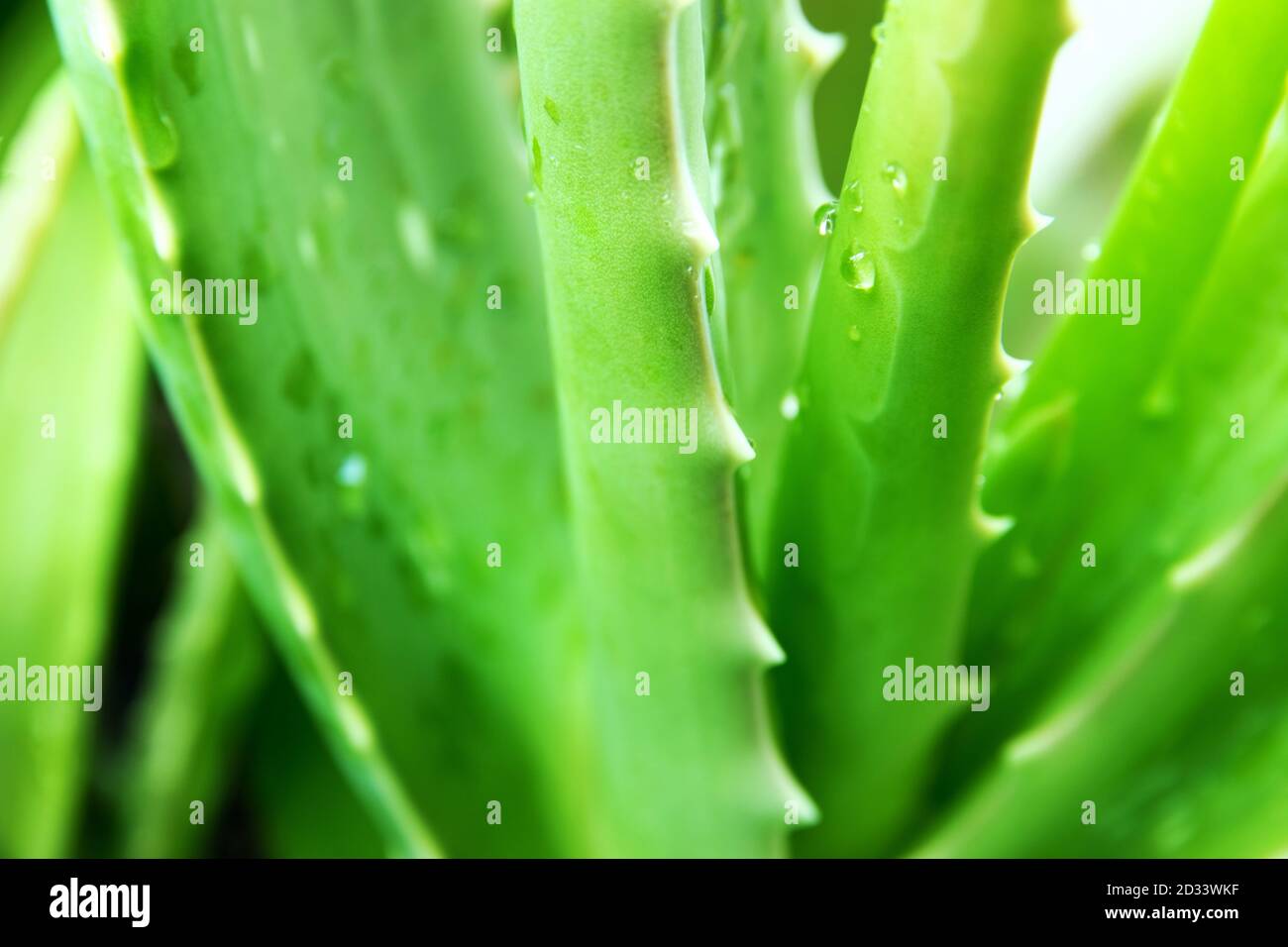 a gelatinous substance obtained from a kind of aloe, used especially in ...