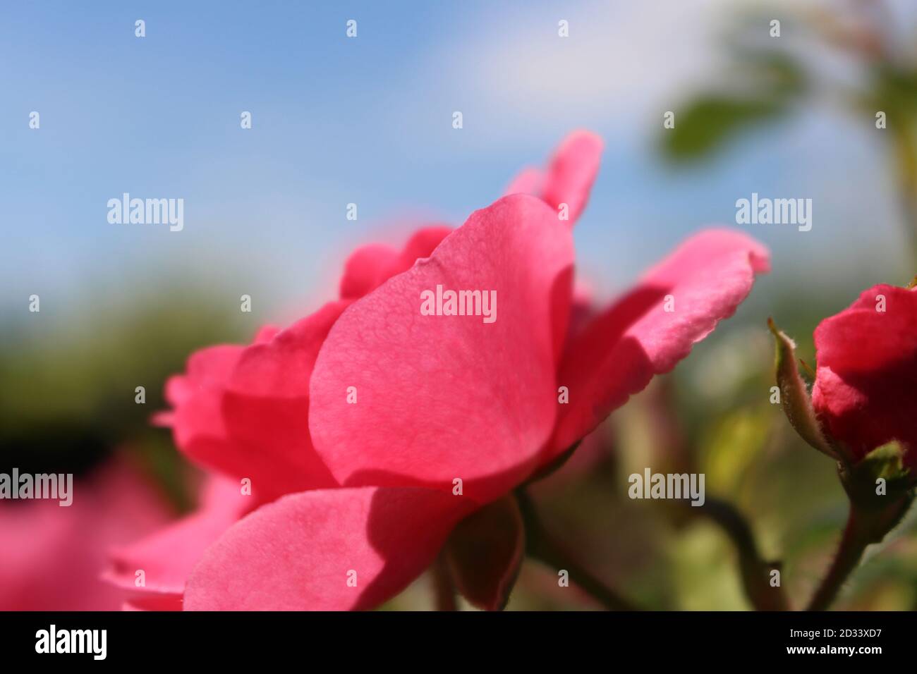 Flowery rose hi-res stock photography and images - Alamy