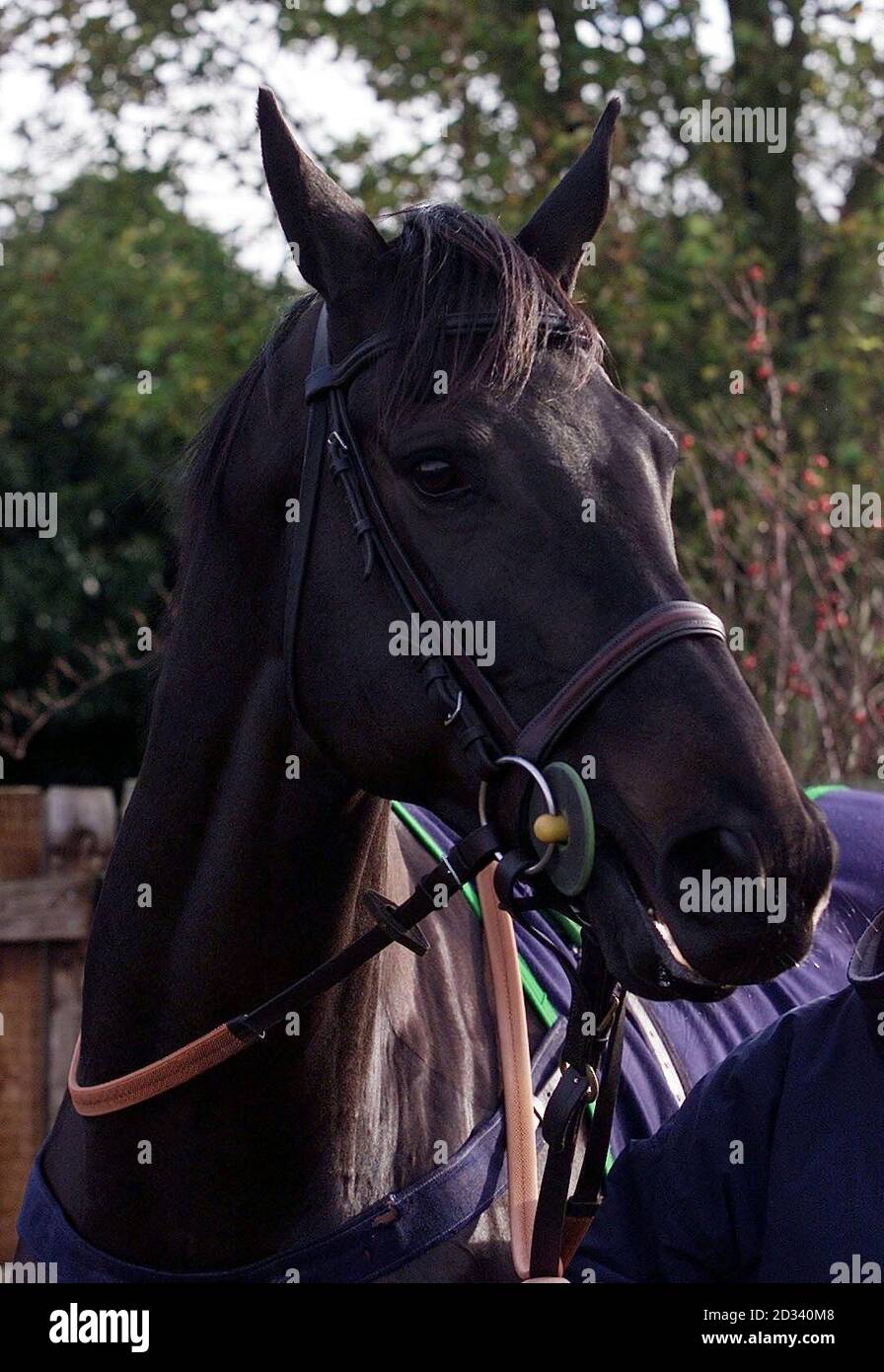 Inca Trail at the Lockinge Farm Stables near Wantage in Oxfordshire ...