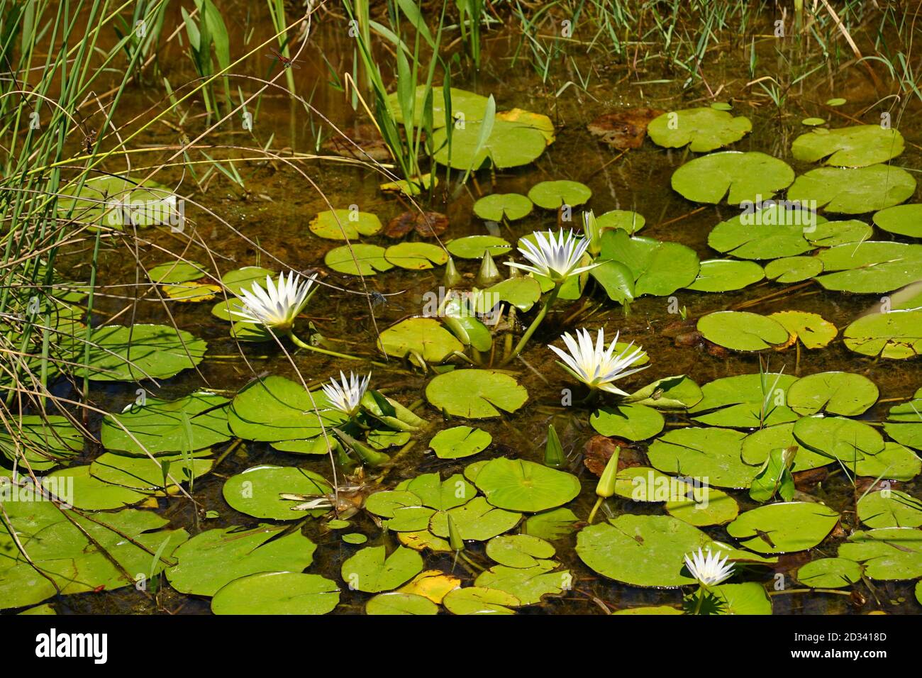Nymphaea caerulea, known primarily as blue lotus (or blue Egyptian ...