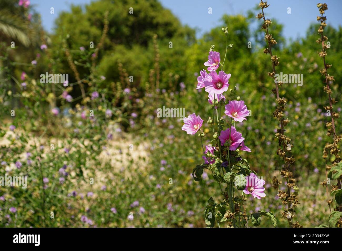Bristly Hollyhock (Alcea setosa) Photographed in Israel in winter Stock ...