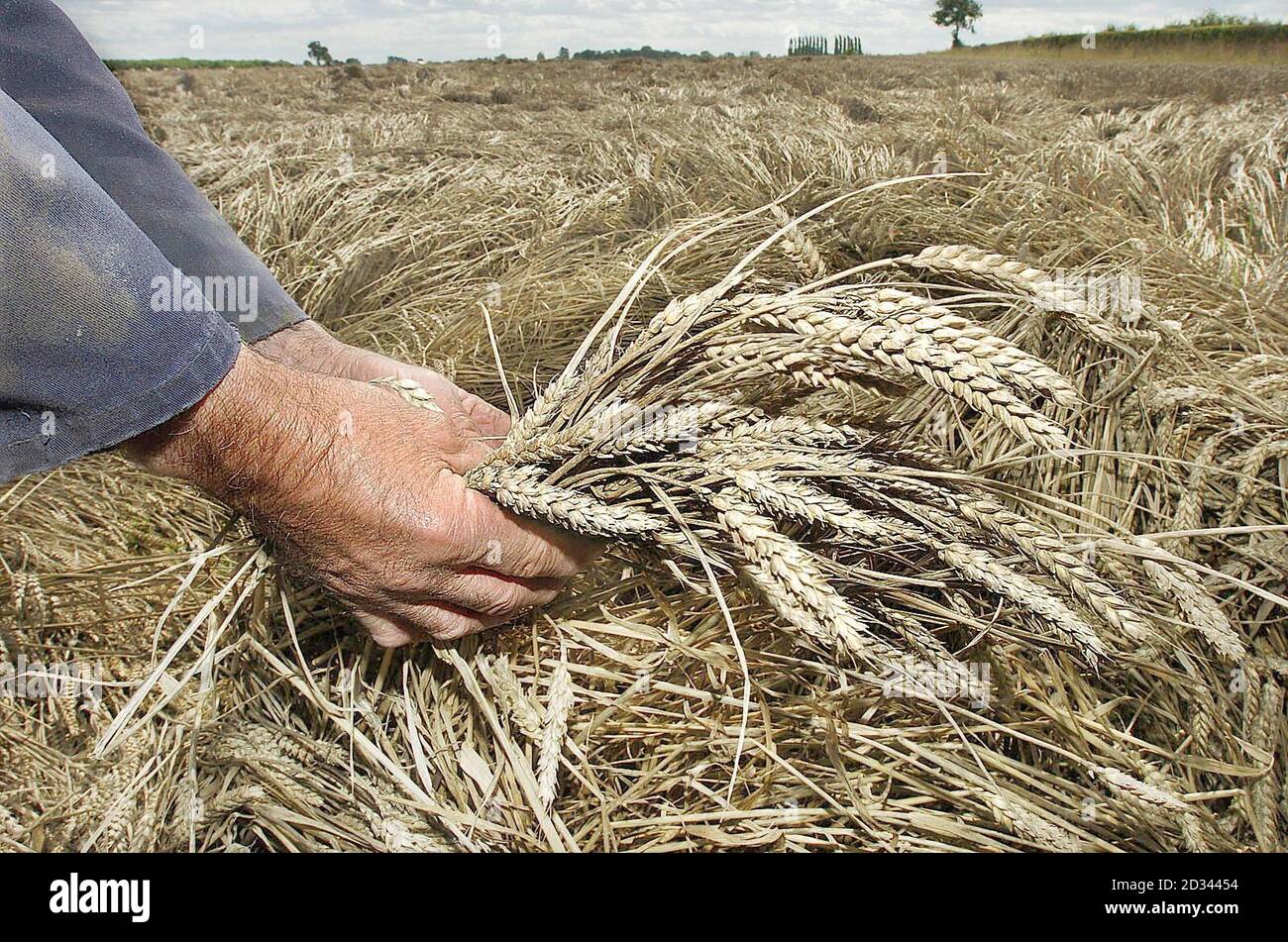 Battered,wheat being held by Farmer John Bramley in his hands. The ...