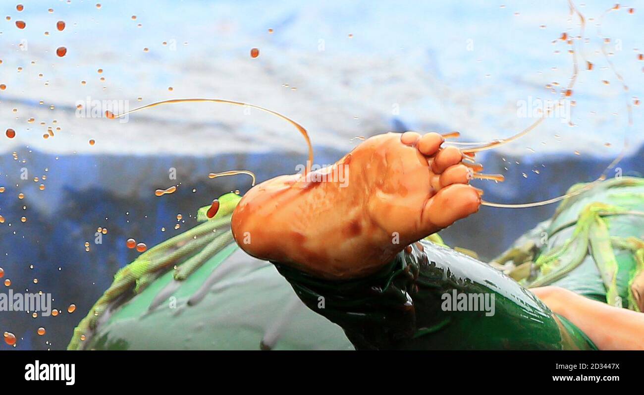 World Gravy Wrestling Championships High Resolution Stock Photography ...