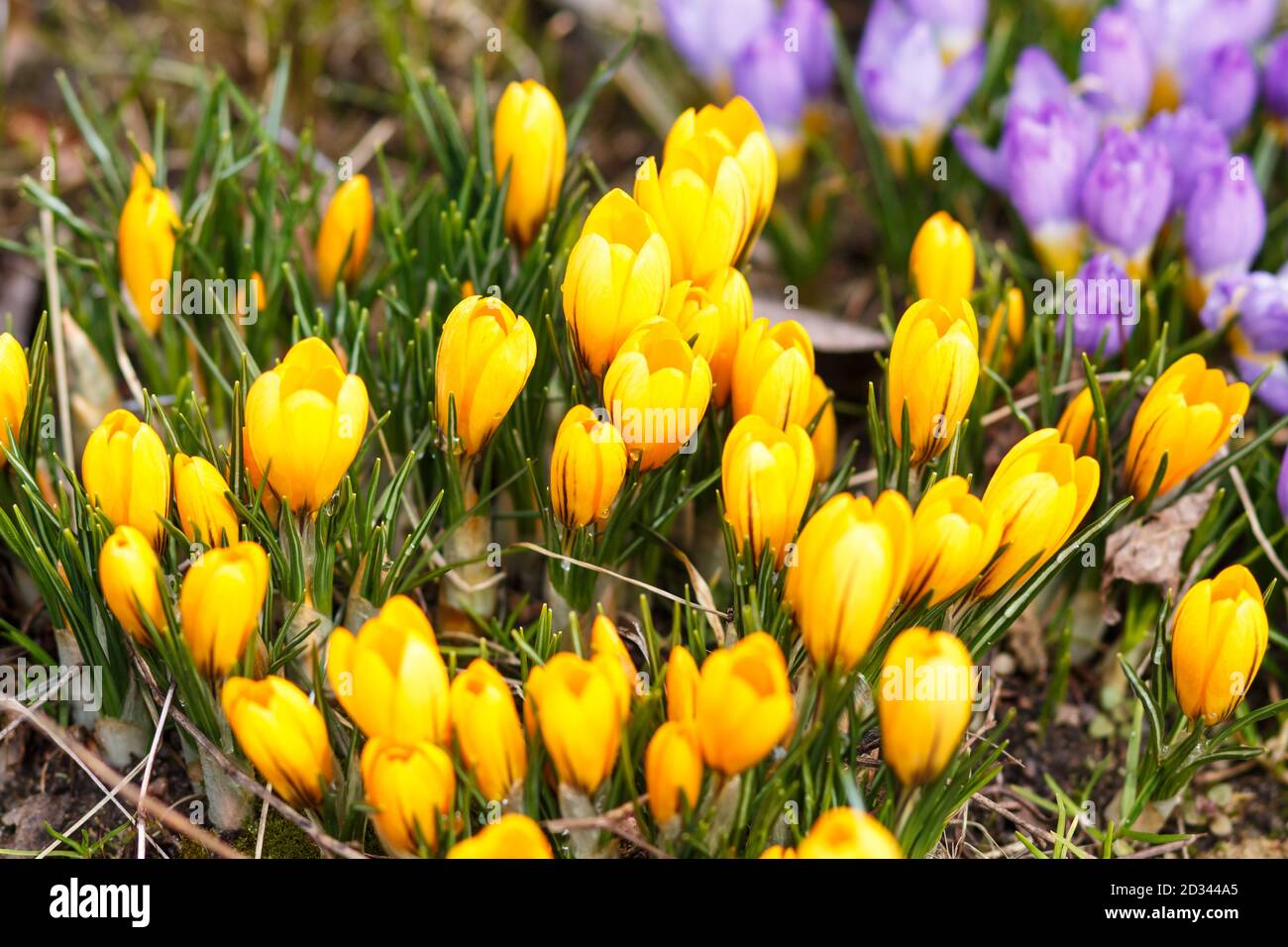 Purple and yellow crocuses germinate in the spring in the garden ...