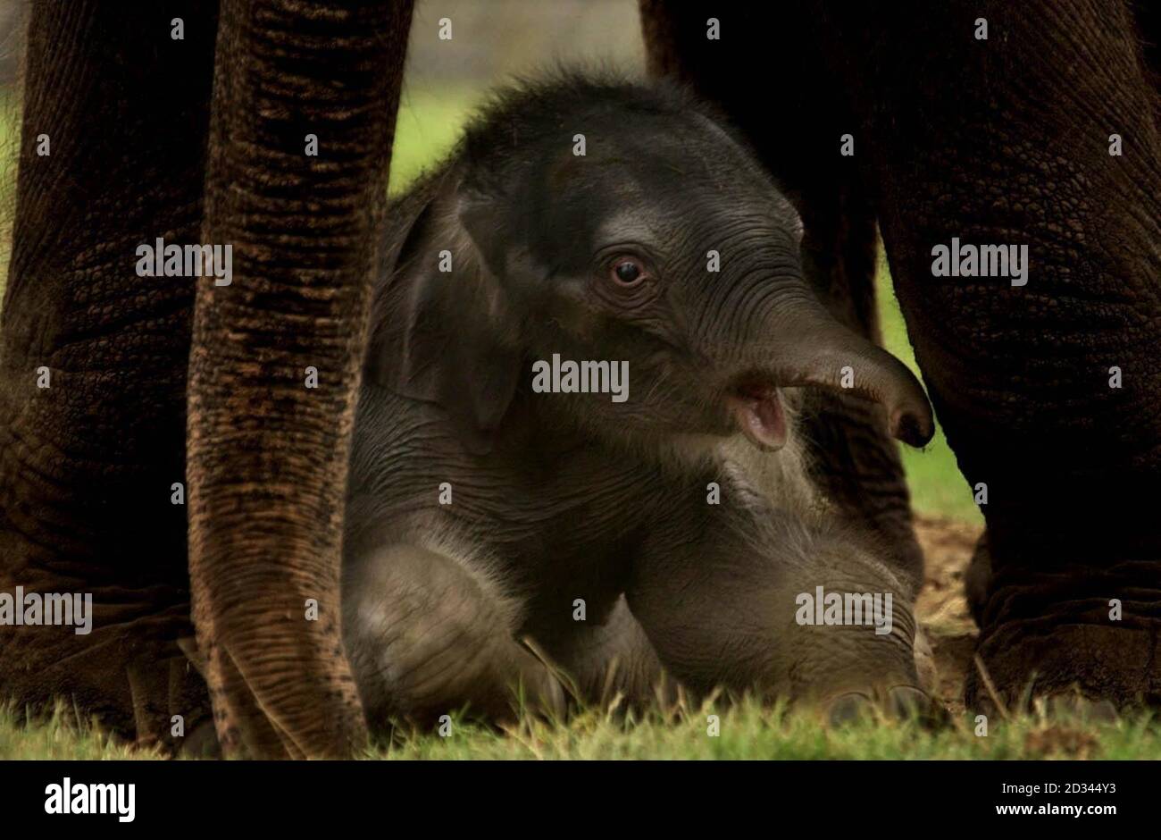 A newly born baby elephant nestles underneath his mother at Whipsnade ...