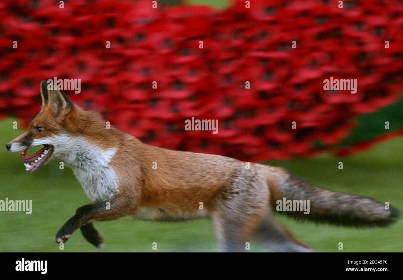 A fox runs through the crosses in the Field of Remembrance in the ...