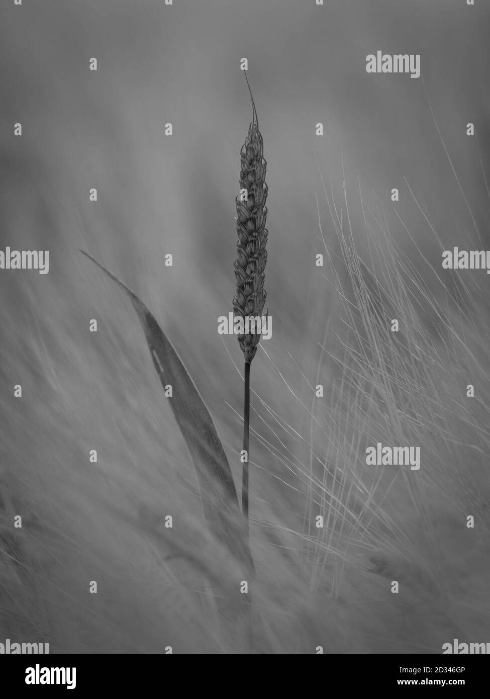 Em5 mk2 Black and White Stock Photos & Images - Alamy