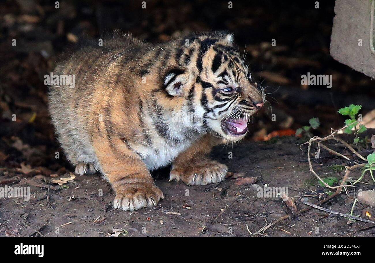 Chester zoo tiger enclosure hi-res stock photography and images - Alamy