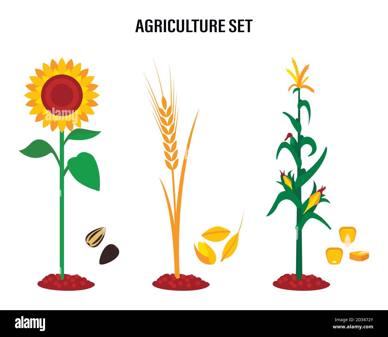 Set of crops, sunflower, wheat, corn. Concept for organic products ...