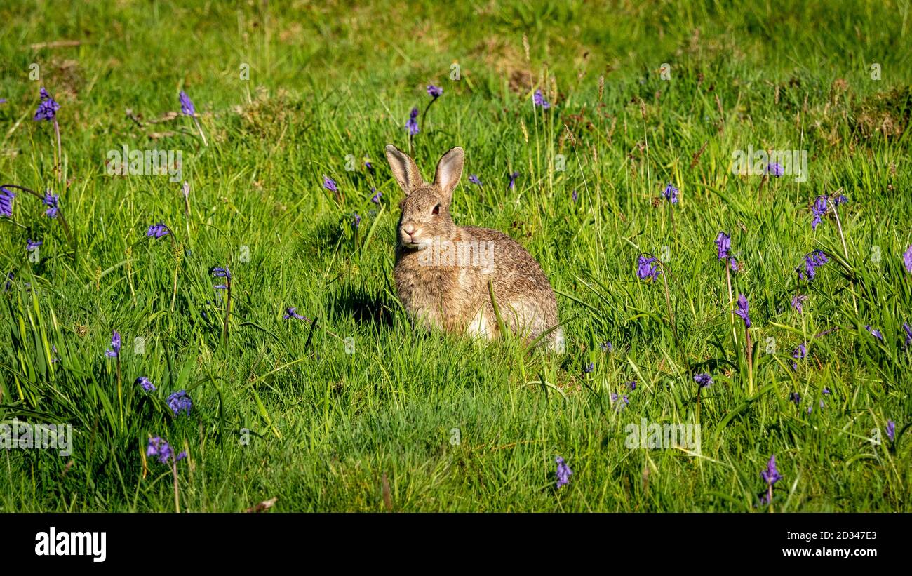 Digital rabbit hi-res stock photography and images - Alamy