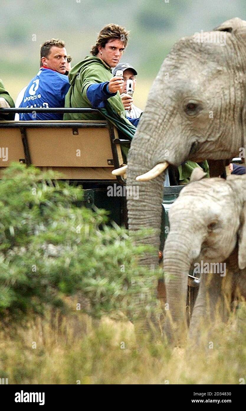 England's Darren Gough and Kevin Pietersen (right) look at elephants ...