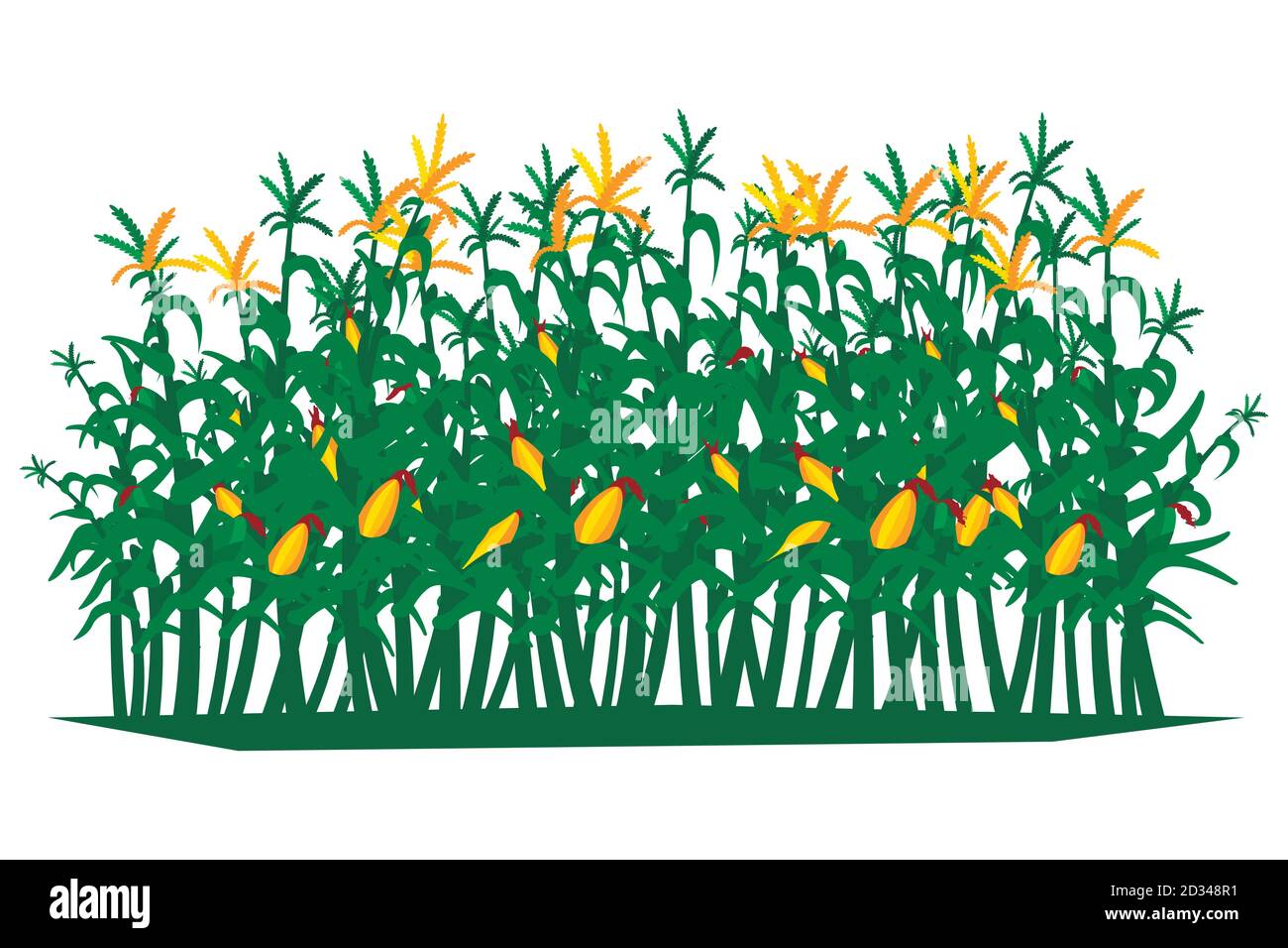 Field of corn on a white background isolated. Vector illustration Stock ...