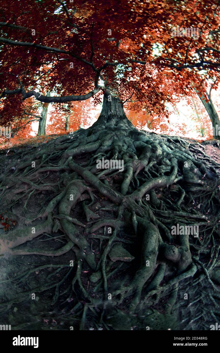 very old tree from the czech forest Stock Photo - Alamy