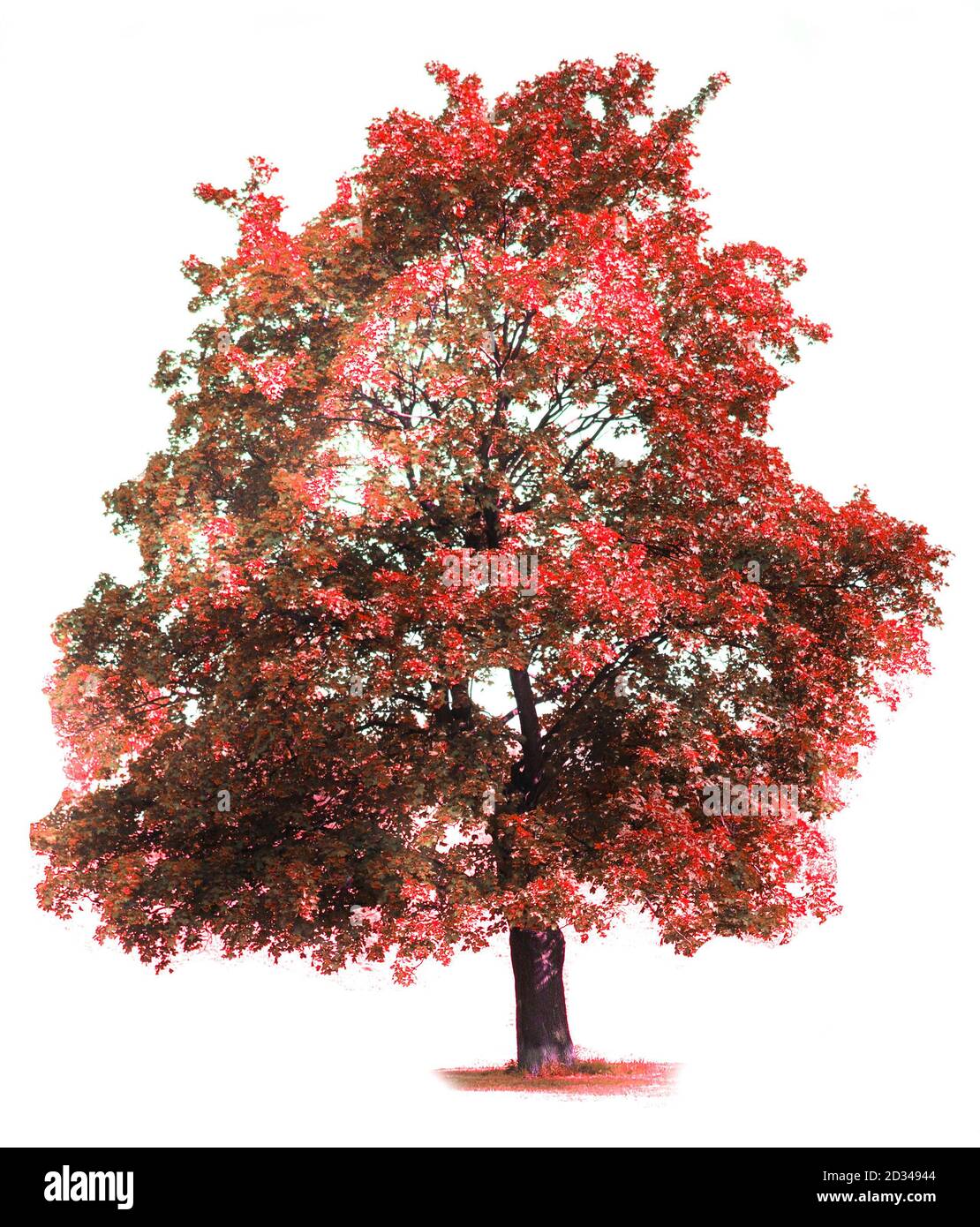 red tree isolated on the white background Stock Photo - Alamy