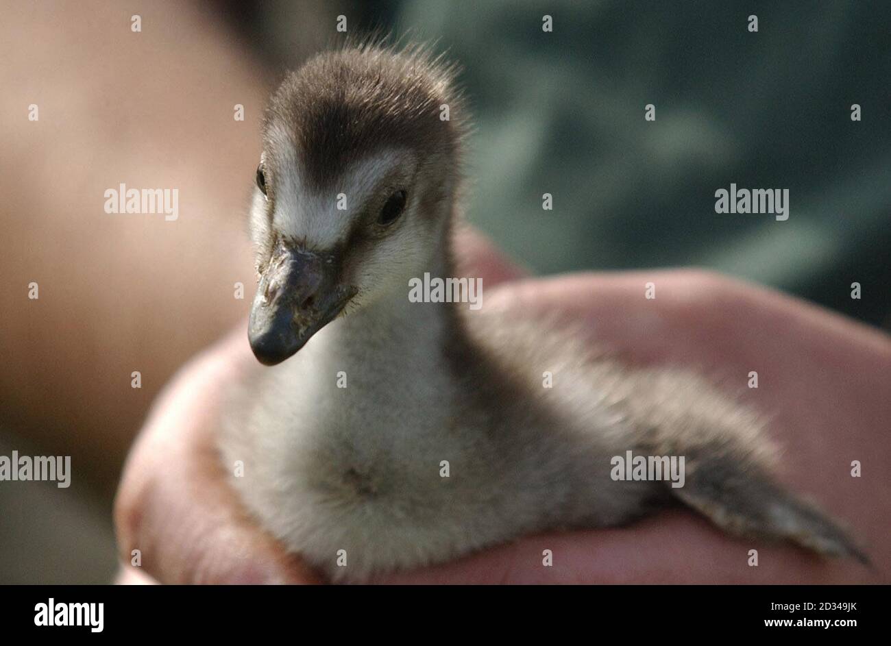 Aviculturalists at the Wildfowl & Wetlands Trust are hand-rearing a ...