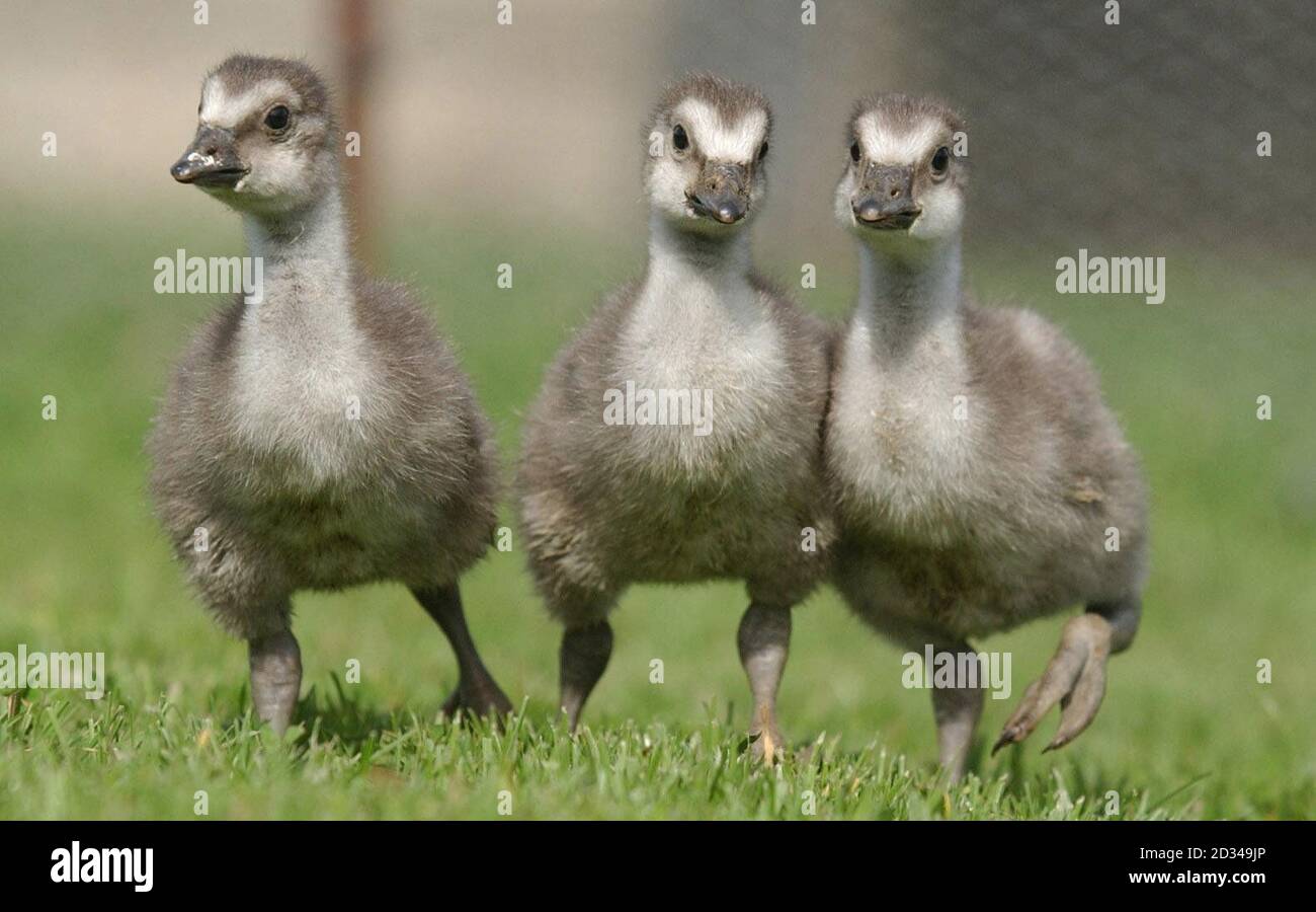 Aviculturalists at the Wildfowl & Wetlands Trust are hand-rearing a ...