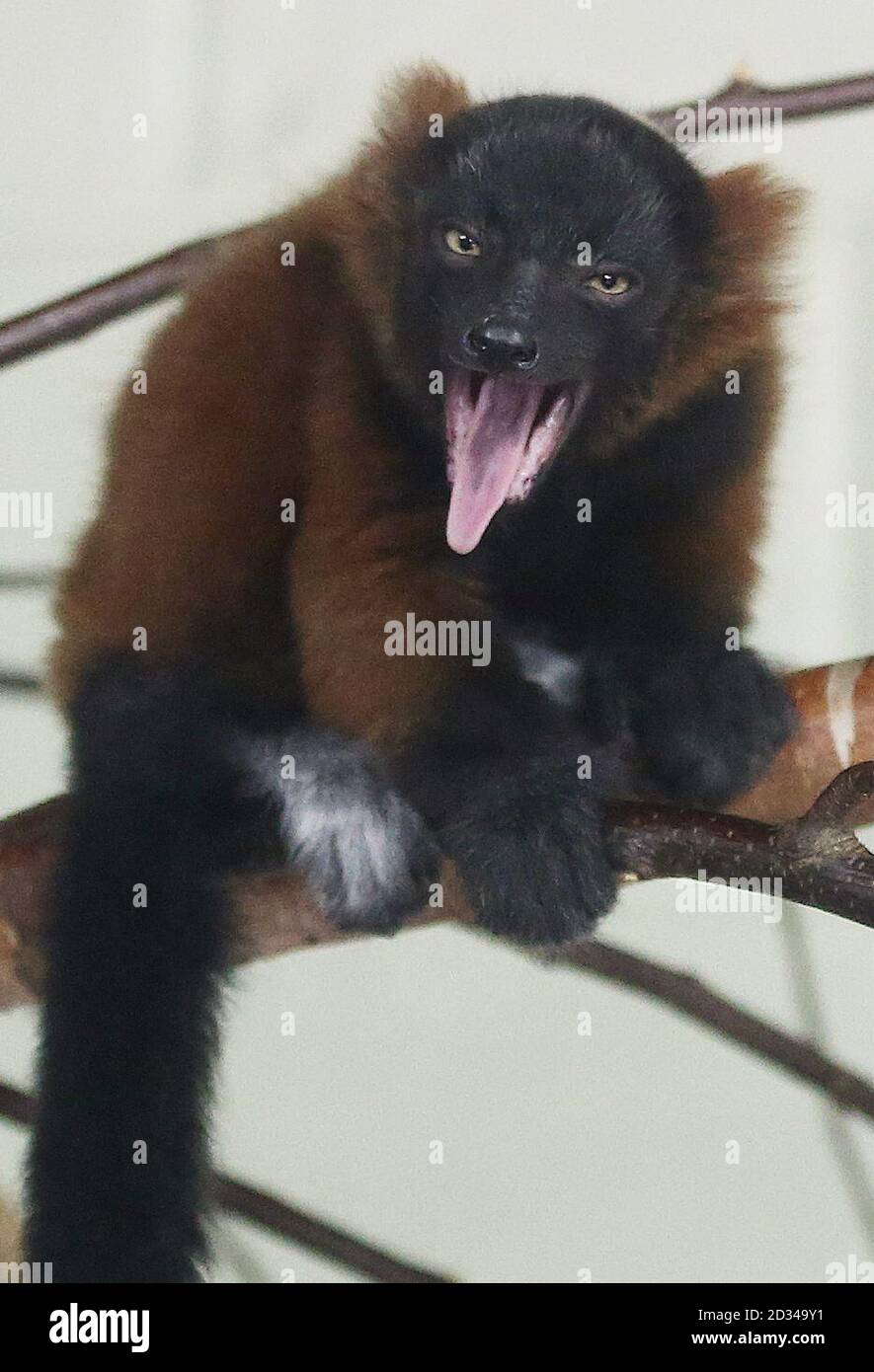 Seven monkeys hi-res stock photography and images - Alamy