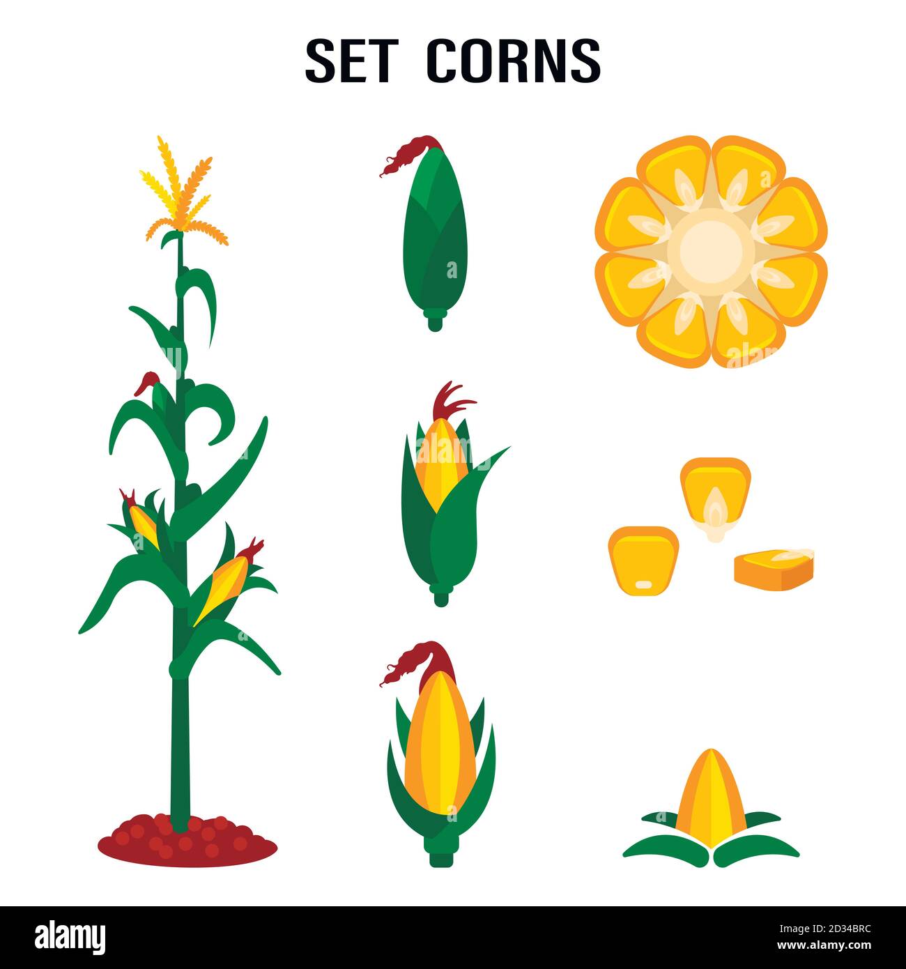 Qualitative original trendy vector set with sweet golden corn. A bunch ...
