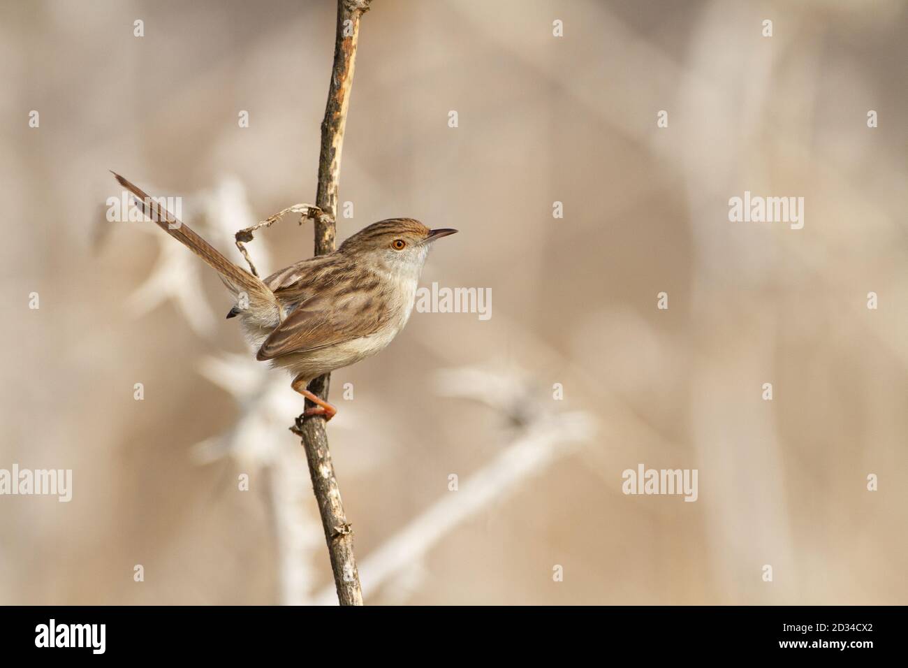 Graceful Prinia (Prinia gracilis) on a branch, Photographed in the ...