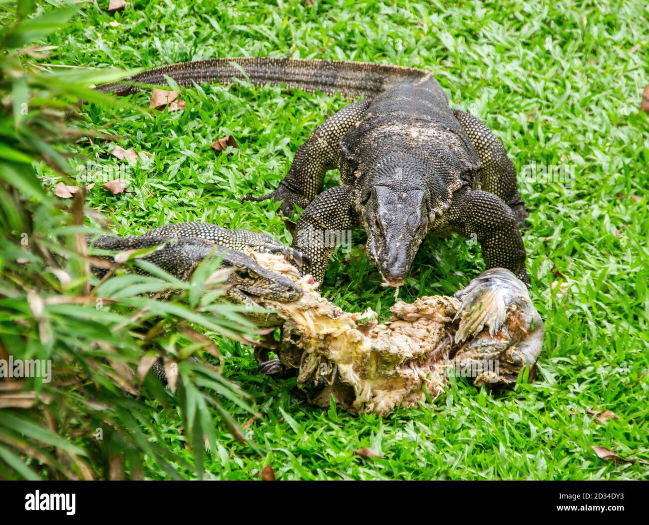 Two Wild Monitor Lizards eating a fish at the Japanese Gardens in ...