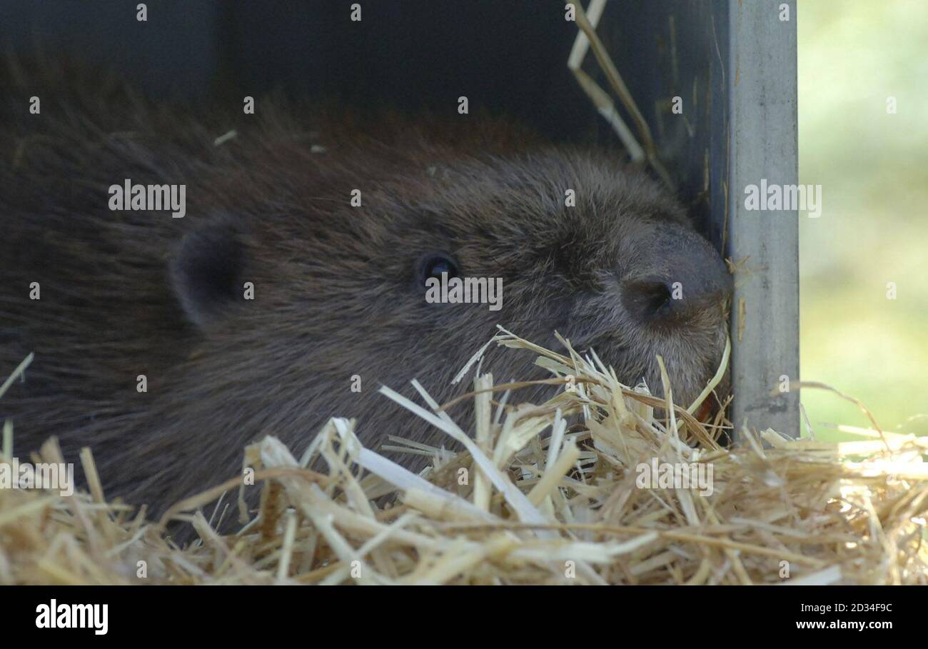 Beaver pokes his nose out on its arrival at Flaghan Lake, Lower Mill ...