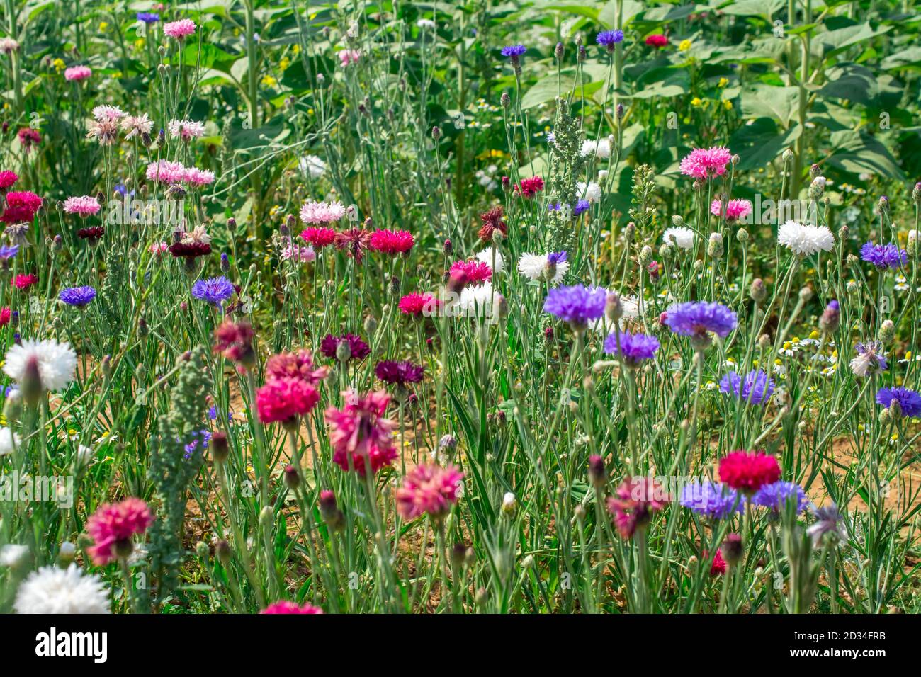 beautiful cornflowers growing on field Stock Photo - Alamy