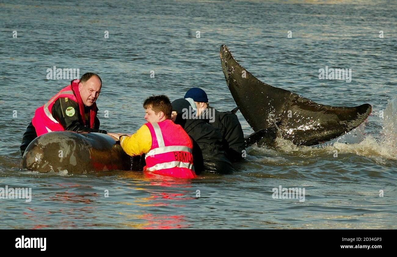 Rescuers battle to save a 15ft northern bottle-nosed whale in the River ...