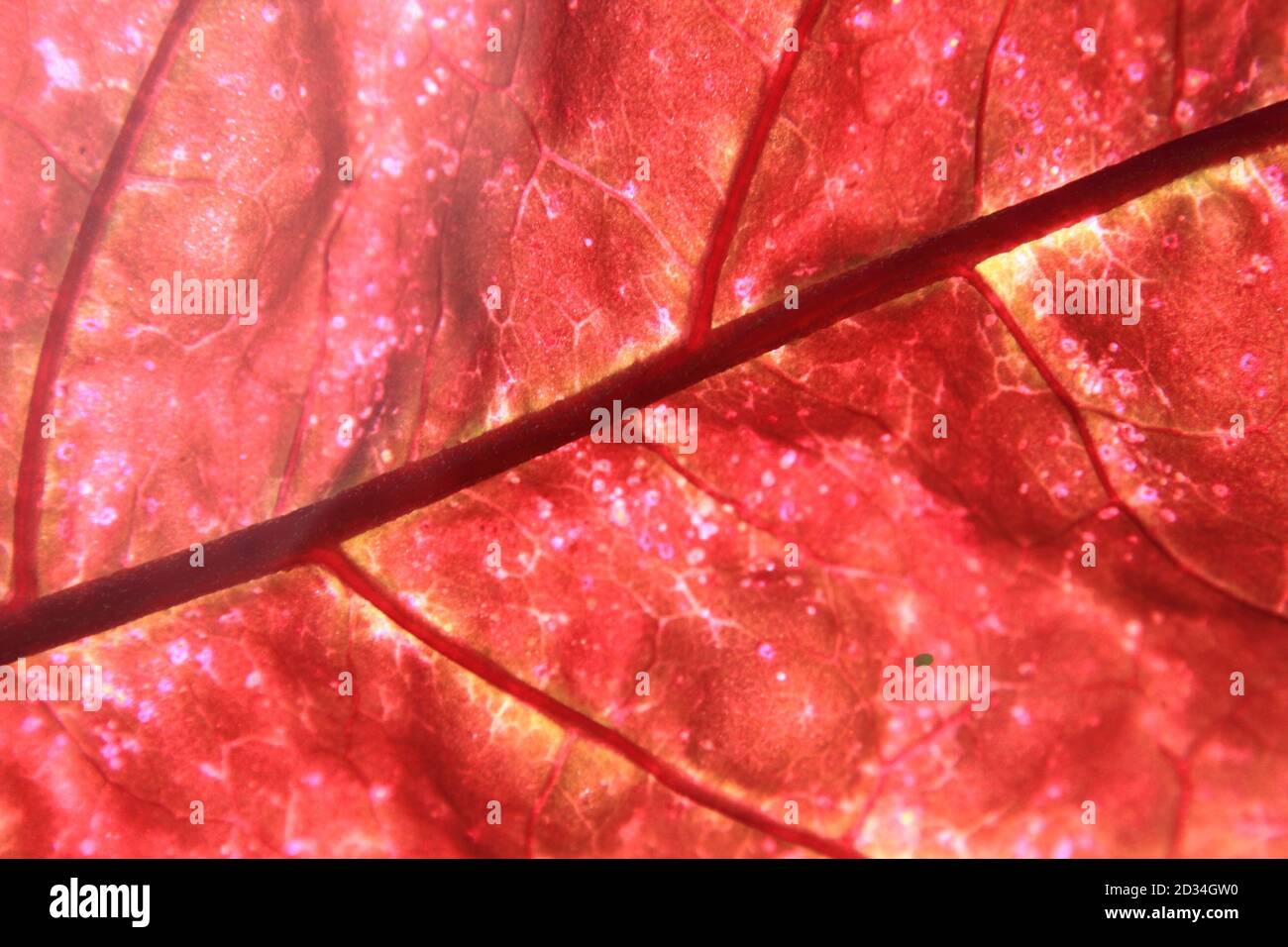 detail of red leaf texture as natural background Stock Photo - Alamy