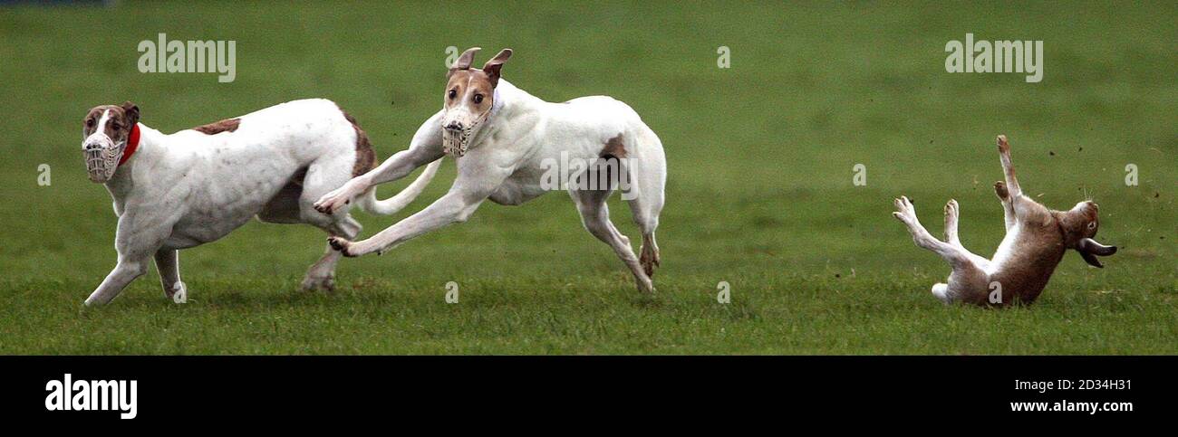 Hare irish national coursing championships clonmel racecourse hi-res ...