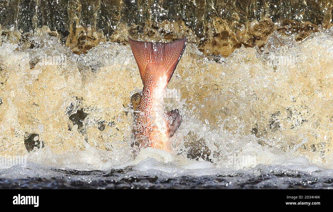 A salmon makes its way upstream on the River Tyne in Hexham, as tens of ...