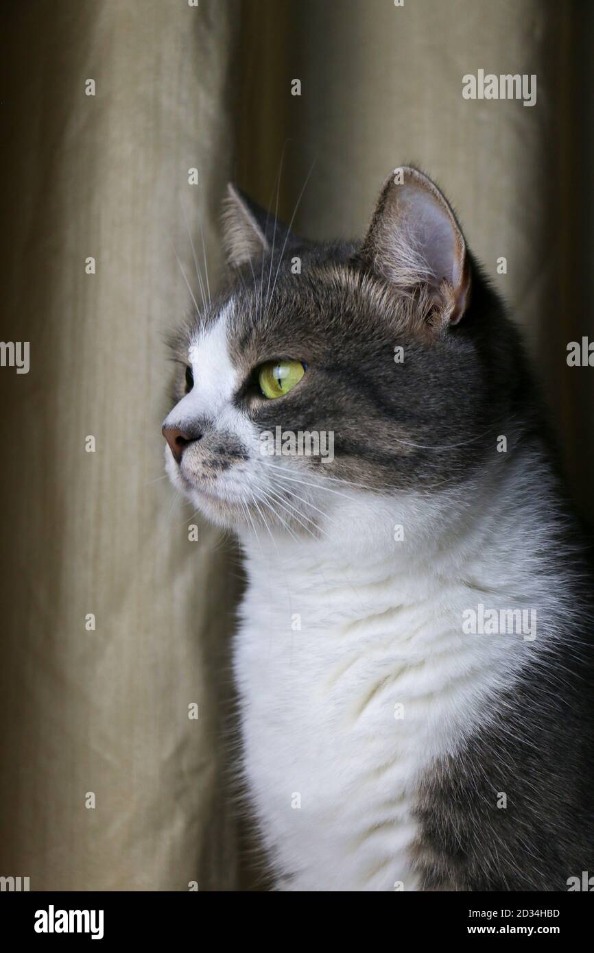 cat posing in profile. High quality photo Stock Photo - Alamy