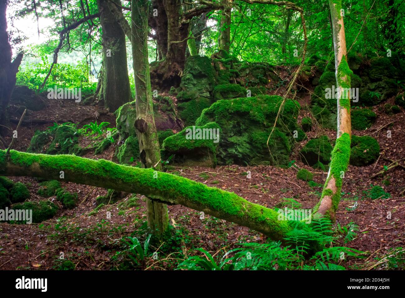 Magic tree enchanted wood england hi-res stock photography and images ...