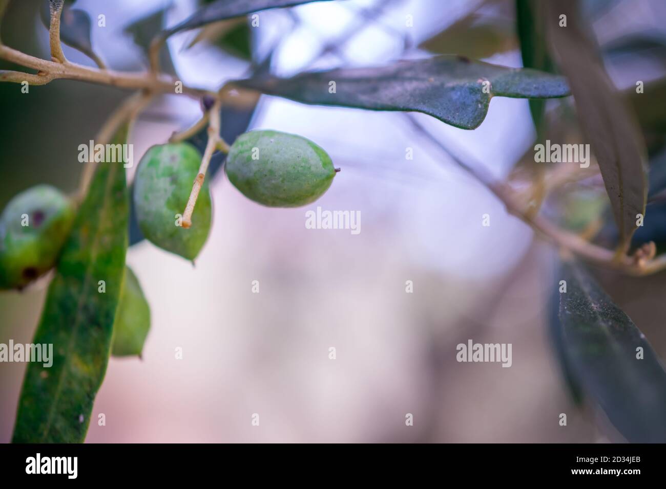 Growing figs in garden sun hi-res stock photography and images - Alamy
