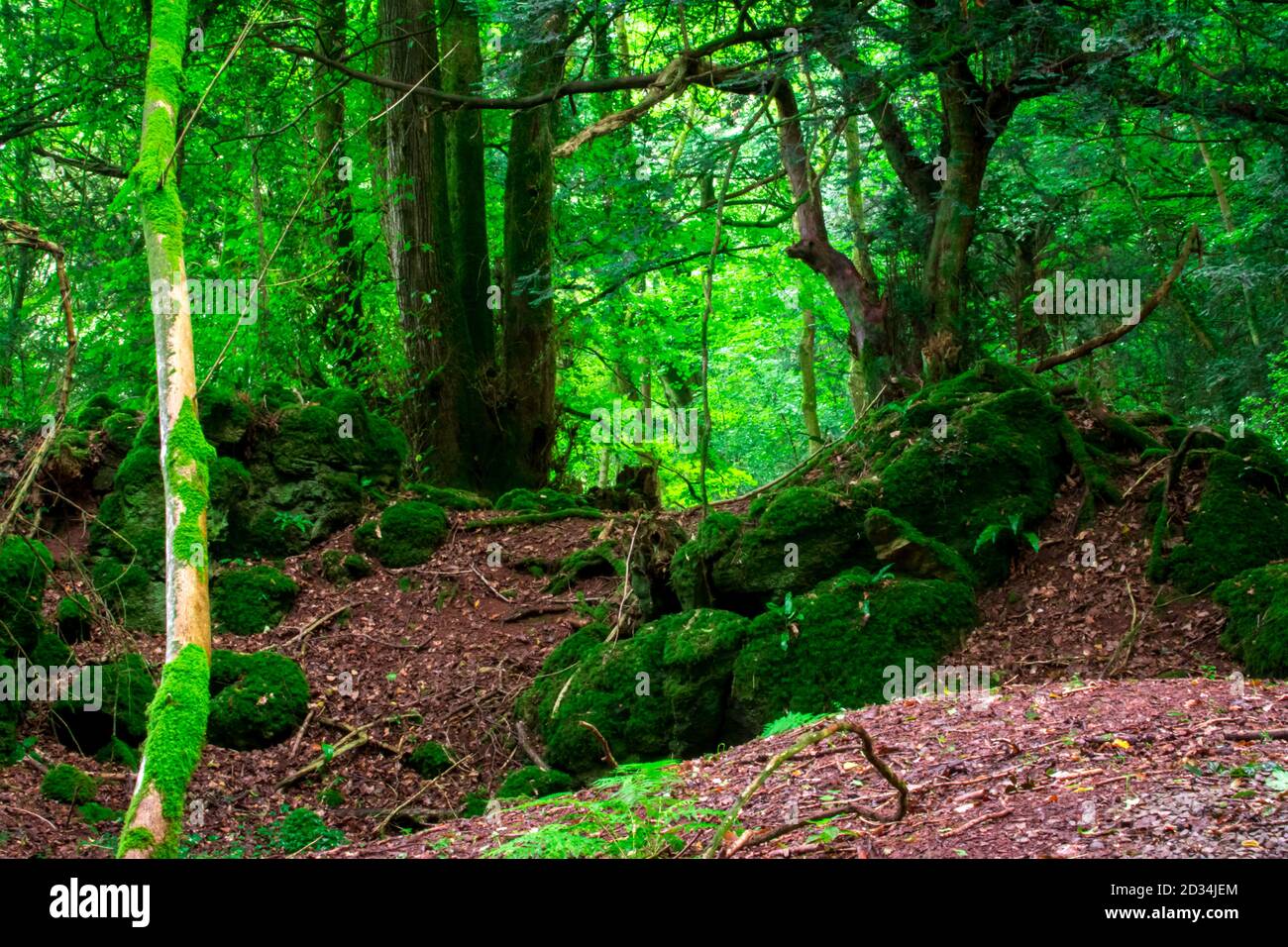 Magic forest in England Stock Photo - Alamy