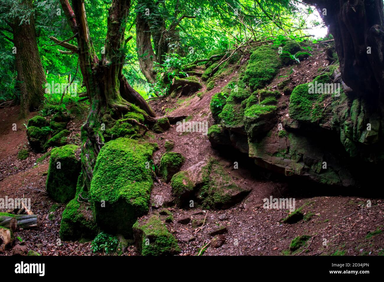 Magic tree enchanted wood england hi-res stock photography and images ...