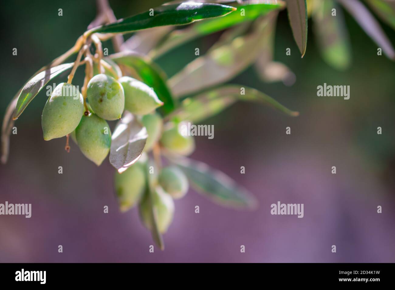 Growing figs in garden sun hi-res stock photography and images - Alamy